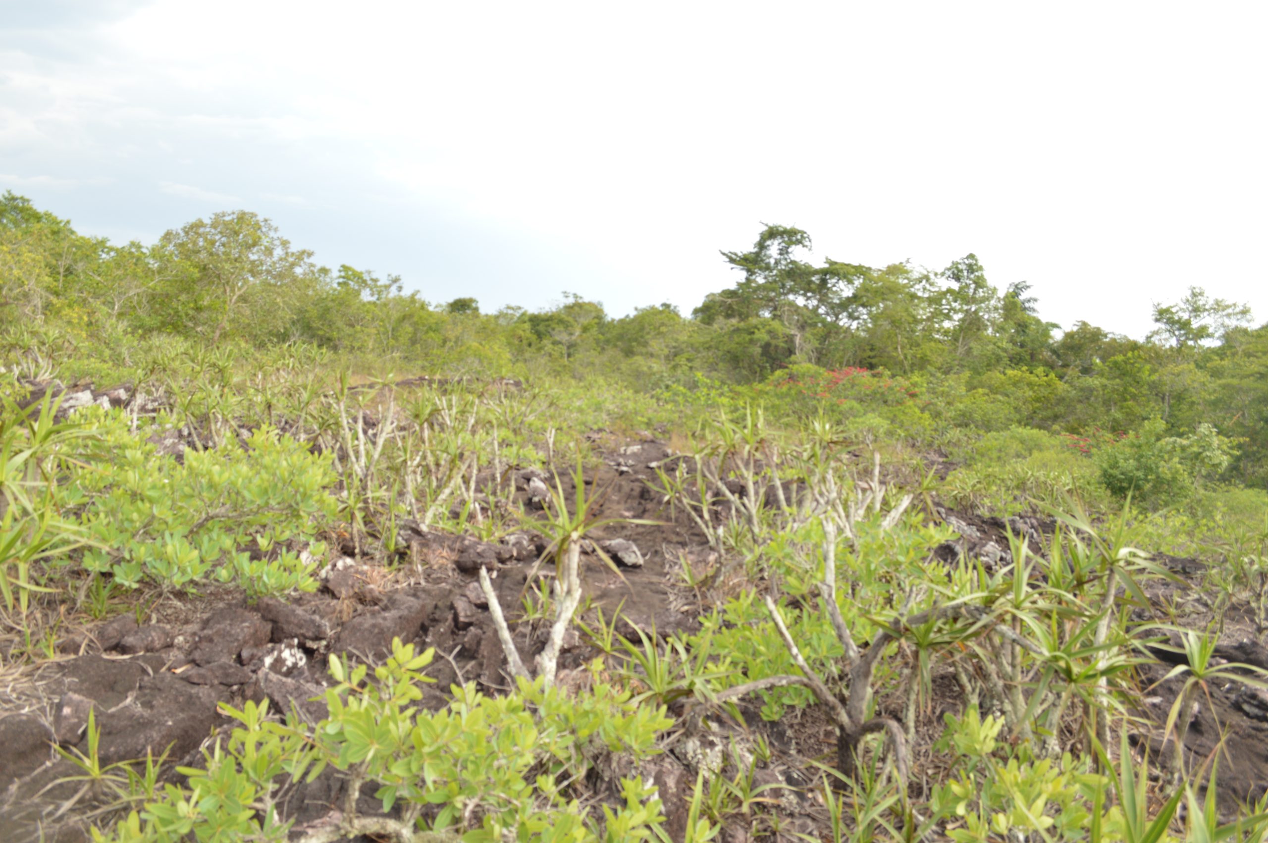 Campo Rupestre da Amazônia - Herbário UFMT
